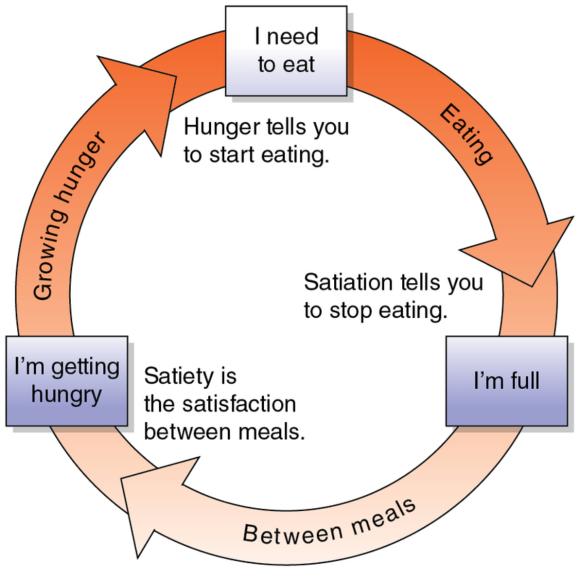 hunger fullness cues - Whitney E. RD