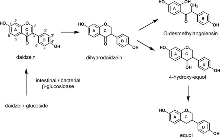 equol - Whitney E. RD