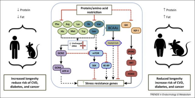 Does Eating Too Much Protein Cause Cancer? - Whitney E. RD